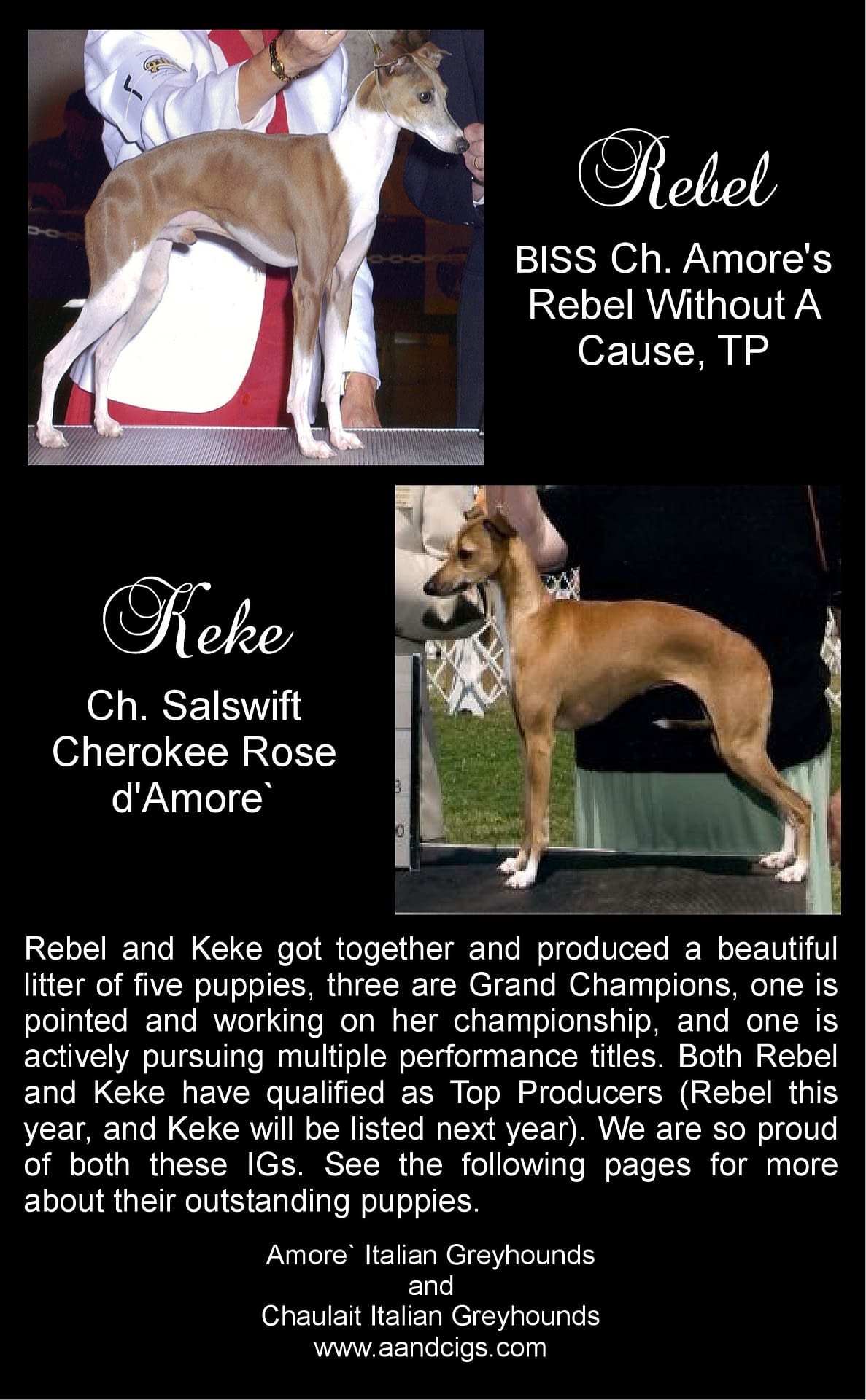 How Does A Dog Become A Grand Champion